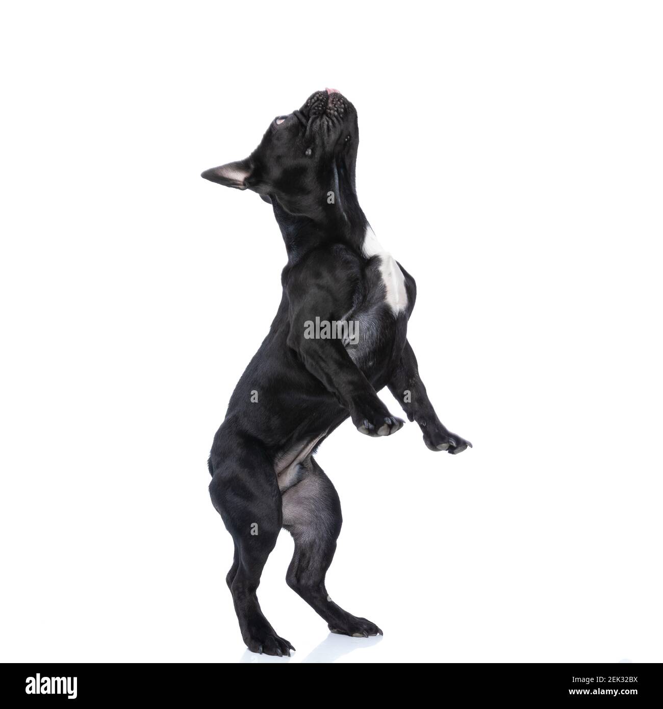 side view of curious little puppy back leg standing and curiously ...