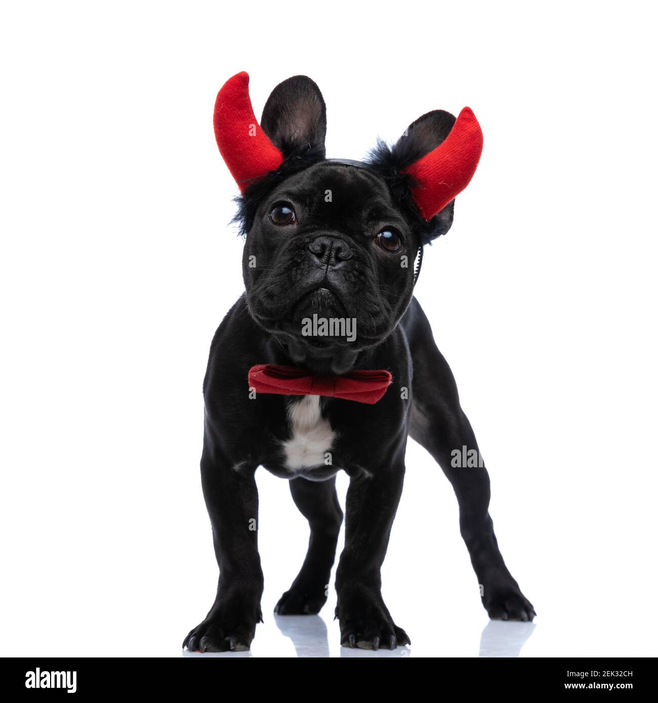 cute little devil french bulldog puppy wearing red bowtie and devil ...