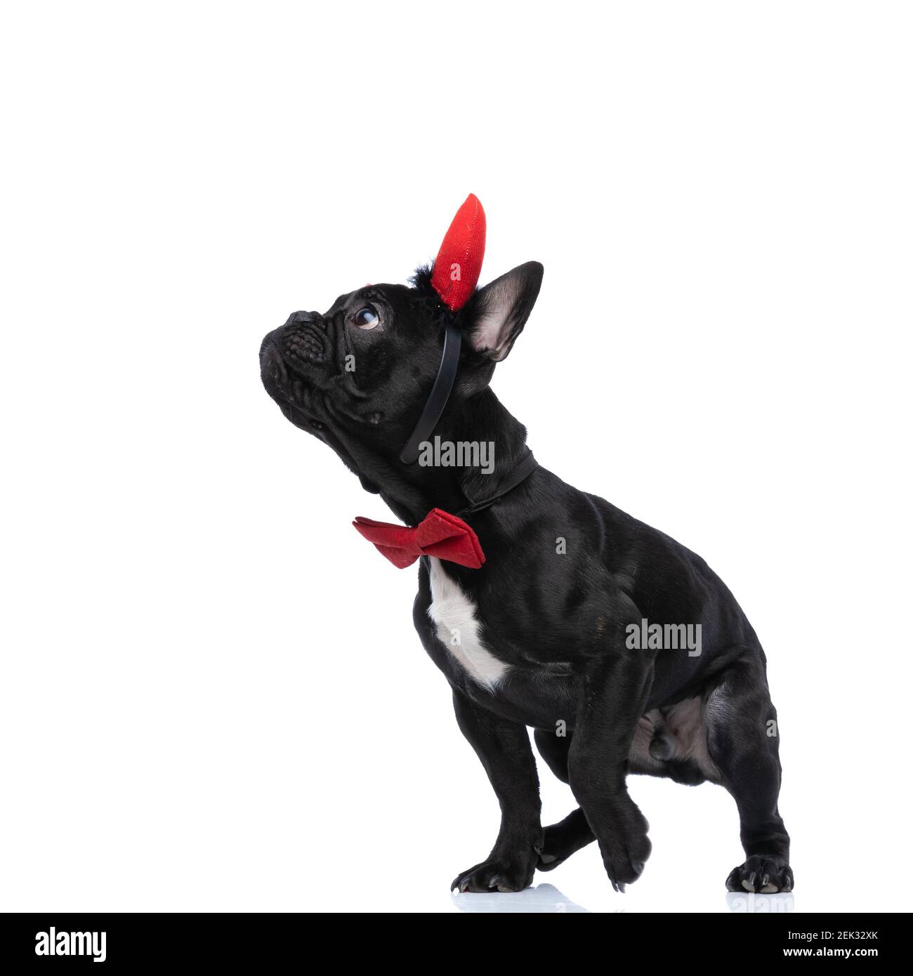 Baby devil dog Cut Out Stock Images & Pictures - Alamy