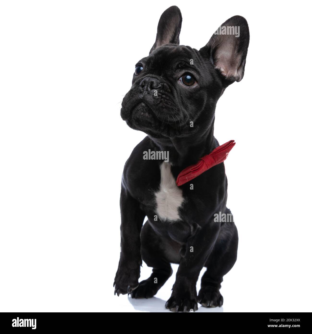 curious french bulldog puppy being on guard, wearing red bowtie and ...