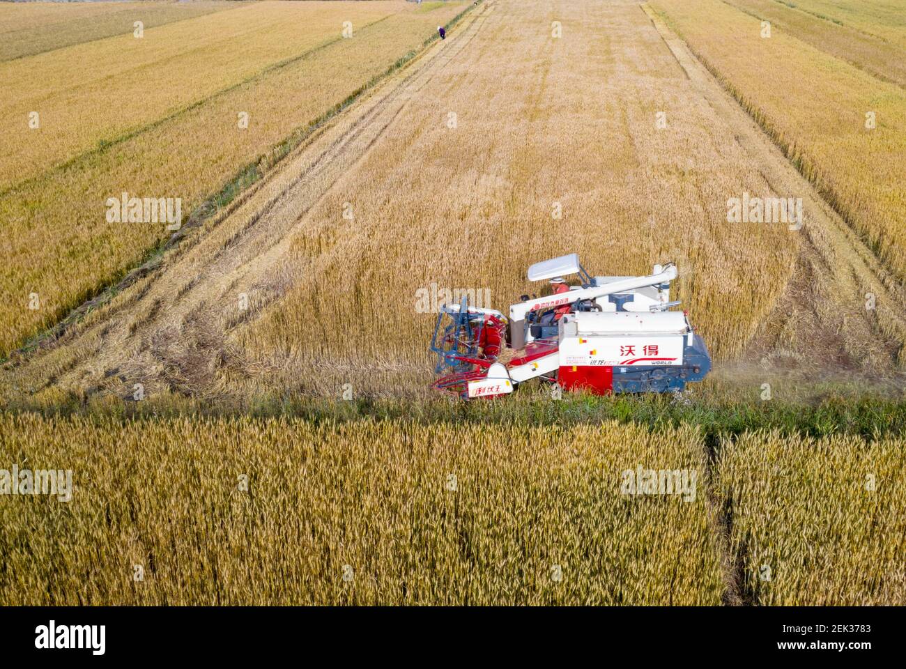 The farmers are reaping wheat in the field in Xiangfan,Hubei,China on ...