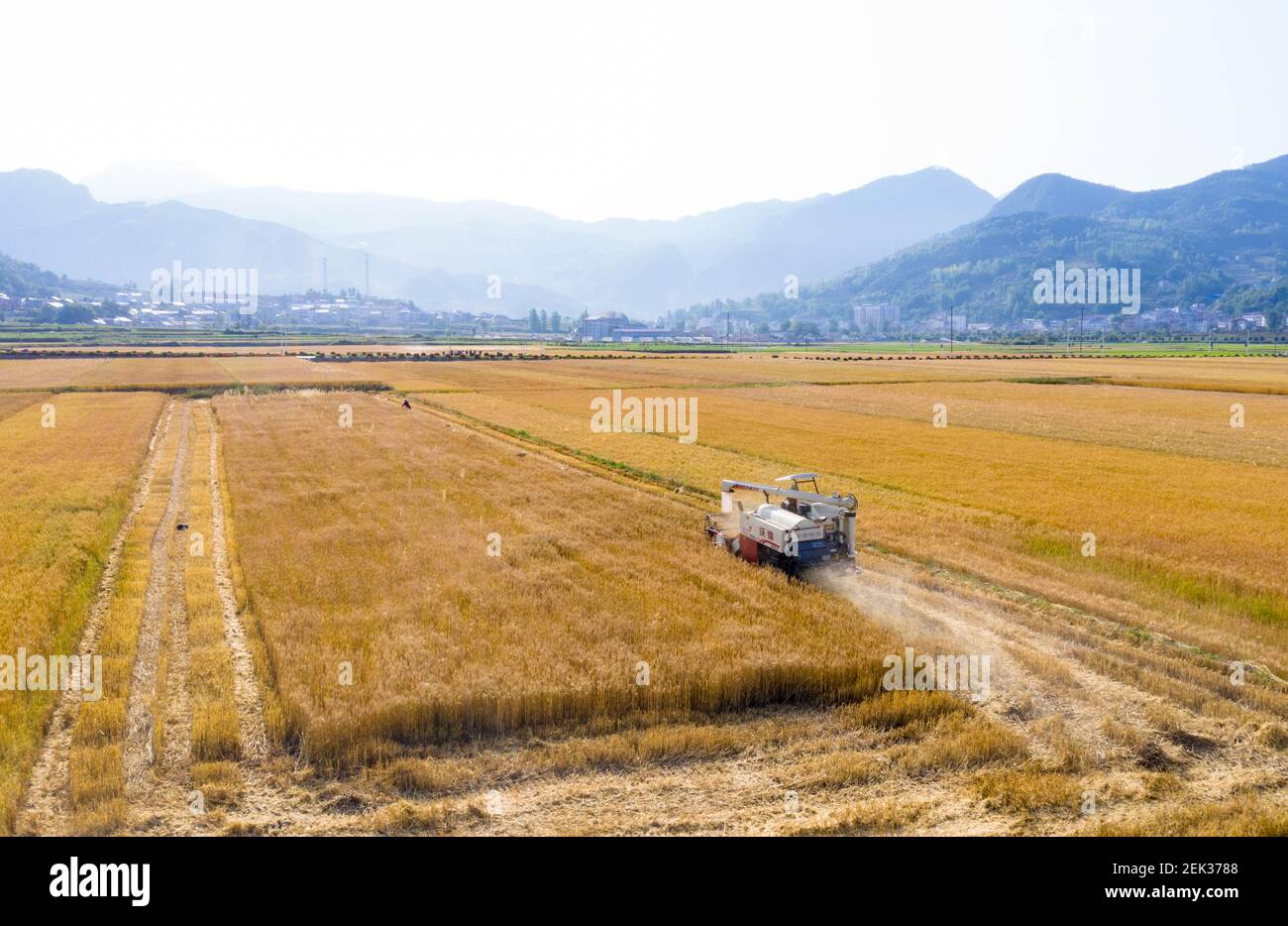 The farmers are reaping wheat in the field in Xiangfan,Hubei,China on ...