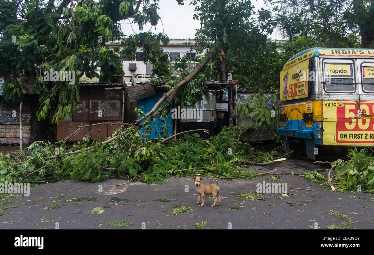 Damage caused by super cyclone Amphan in the city of Kolkata, India on ...