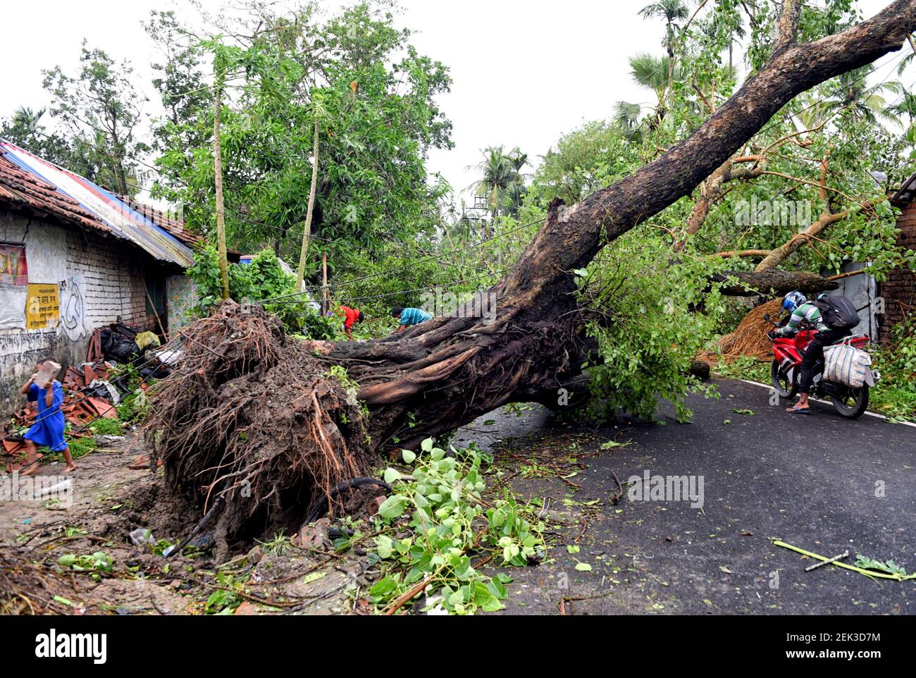 A huge uprooted tree laying on the ground across the road during the ...