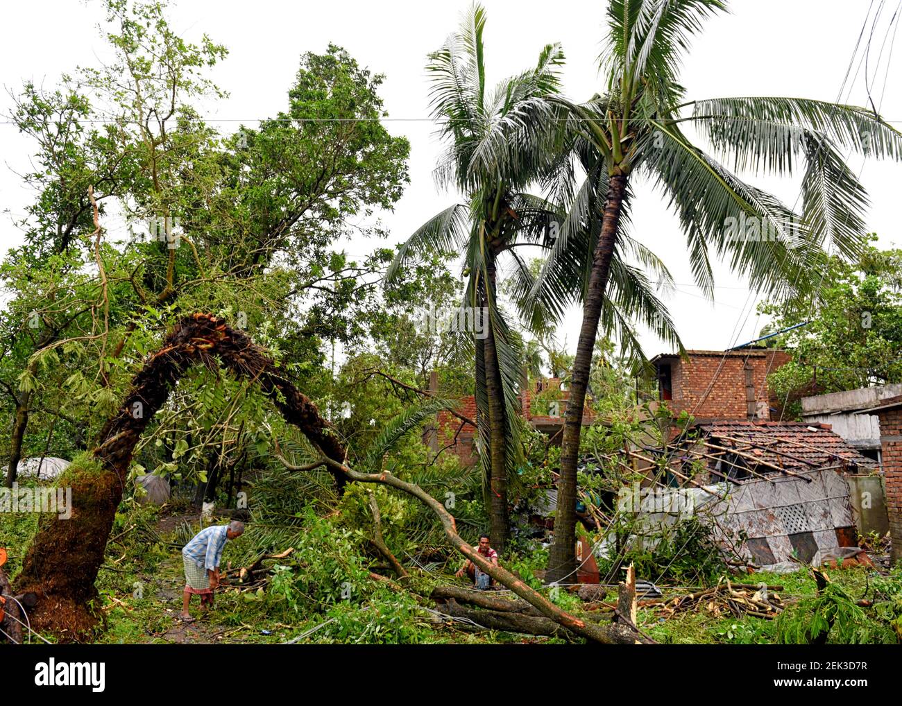A poor family trying to remove a broken tree from their house during ...
