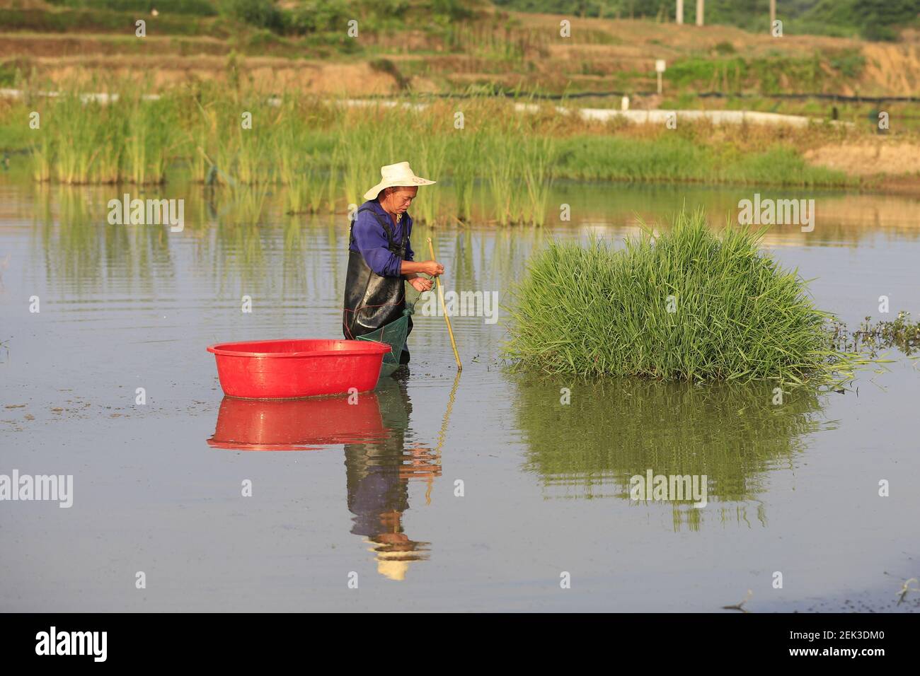 A fishman is busy catching shrimp in a river in Hukou county, Jiujiang ...