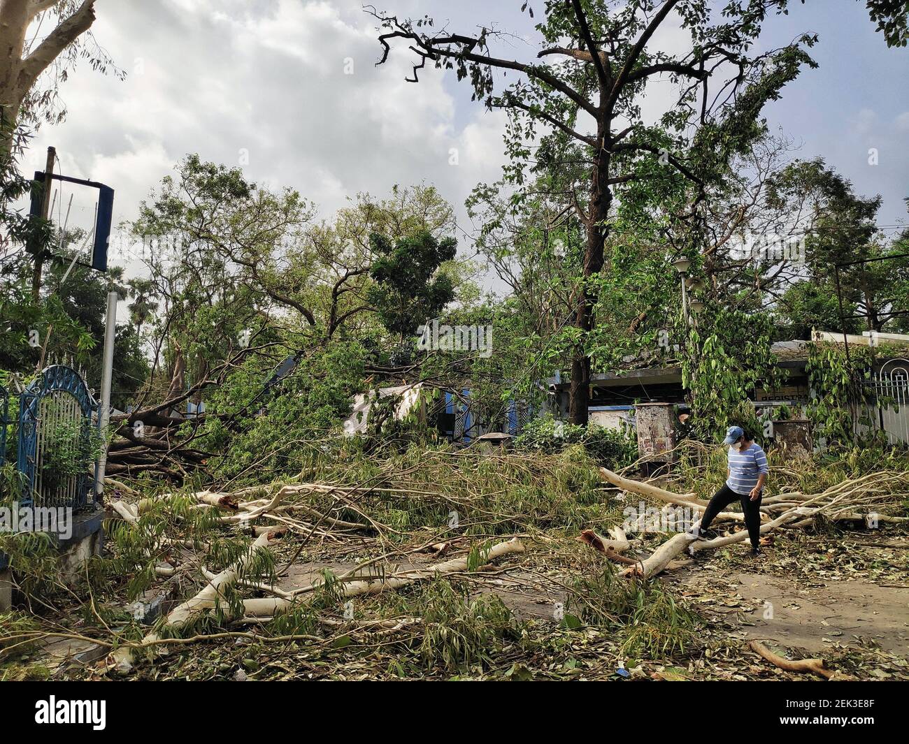 Cyclone Amphan has made Kolkata into a jungle, every trees are fallen ...
