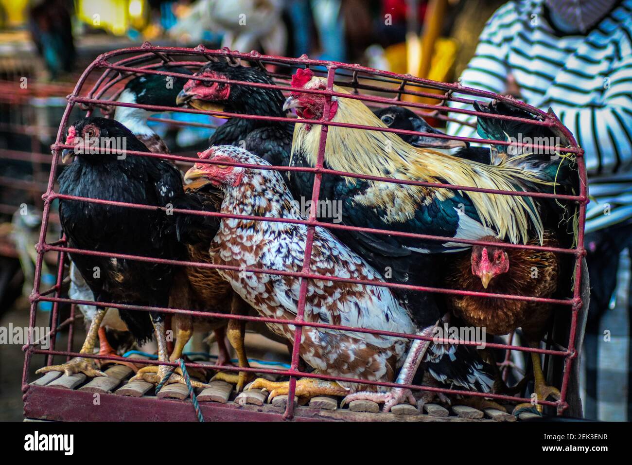 Some chickens are kept in cages to be traded in traditional markets ...