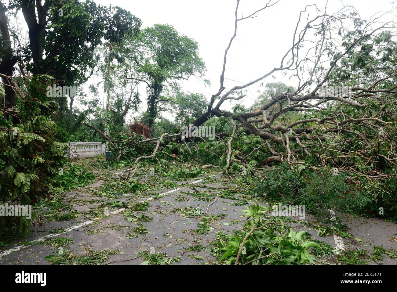 An uprooted tree lays across the road during the aftermath. Cyclone ...