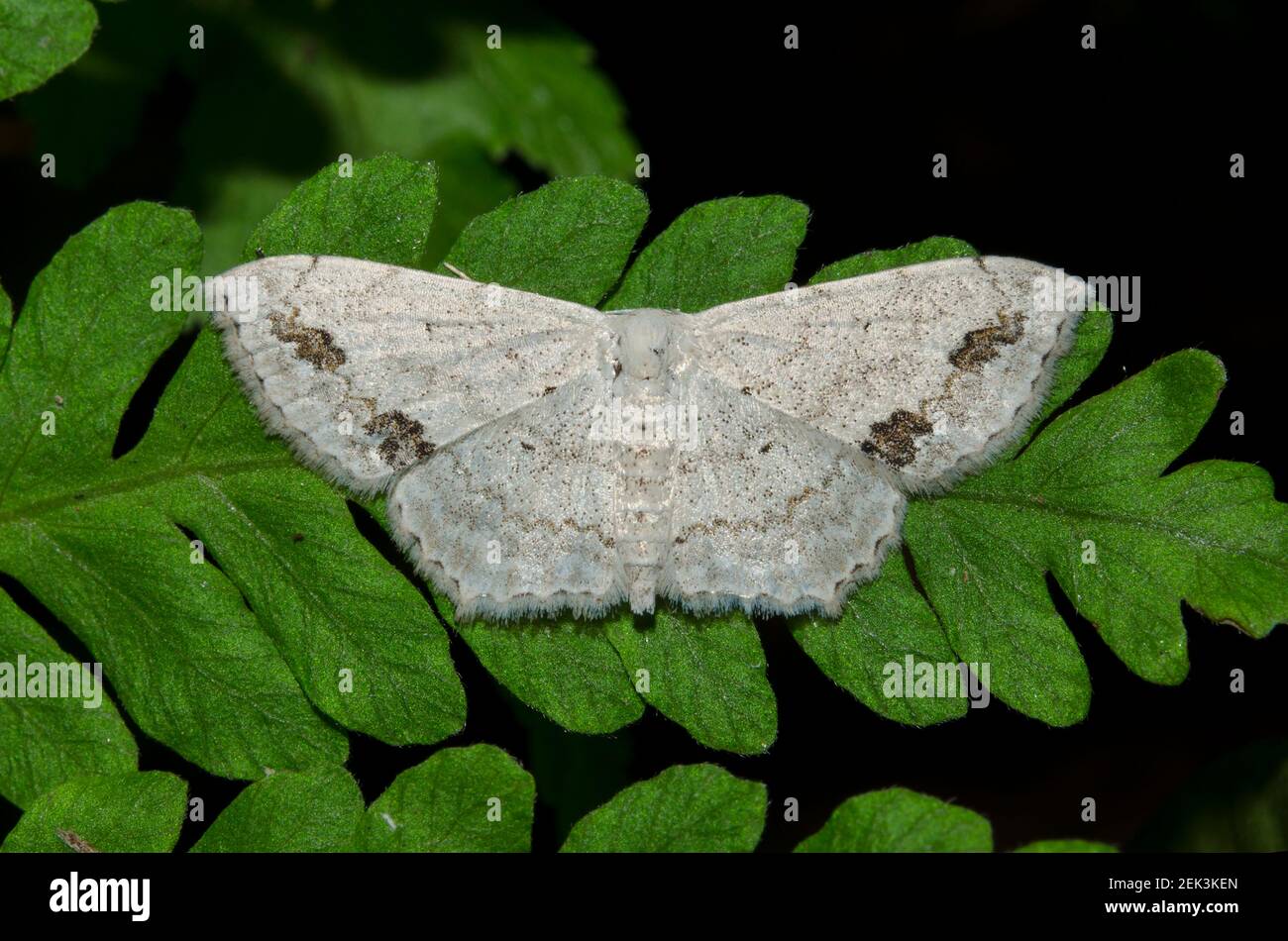 Norfolk Moth, Scopula sp, on leaf, Klungkung, Bali, Indonesia Stock ...
