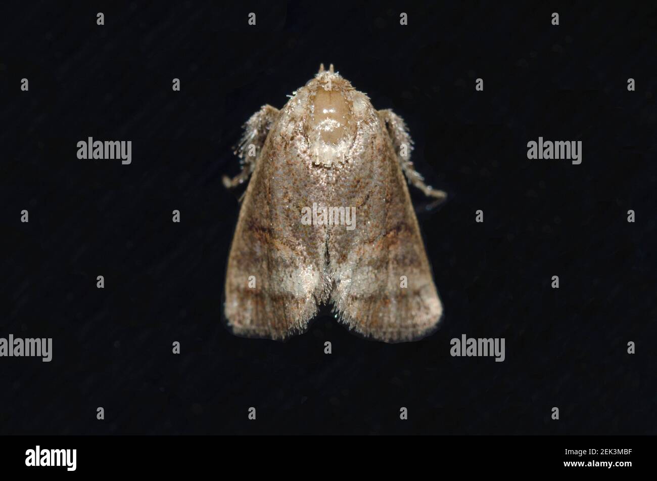 Slug Moth on glass, Limacodidae Family, Klungkung, Bali, Indonesia ...