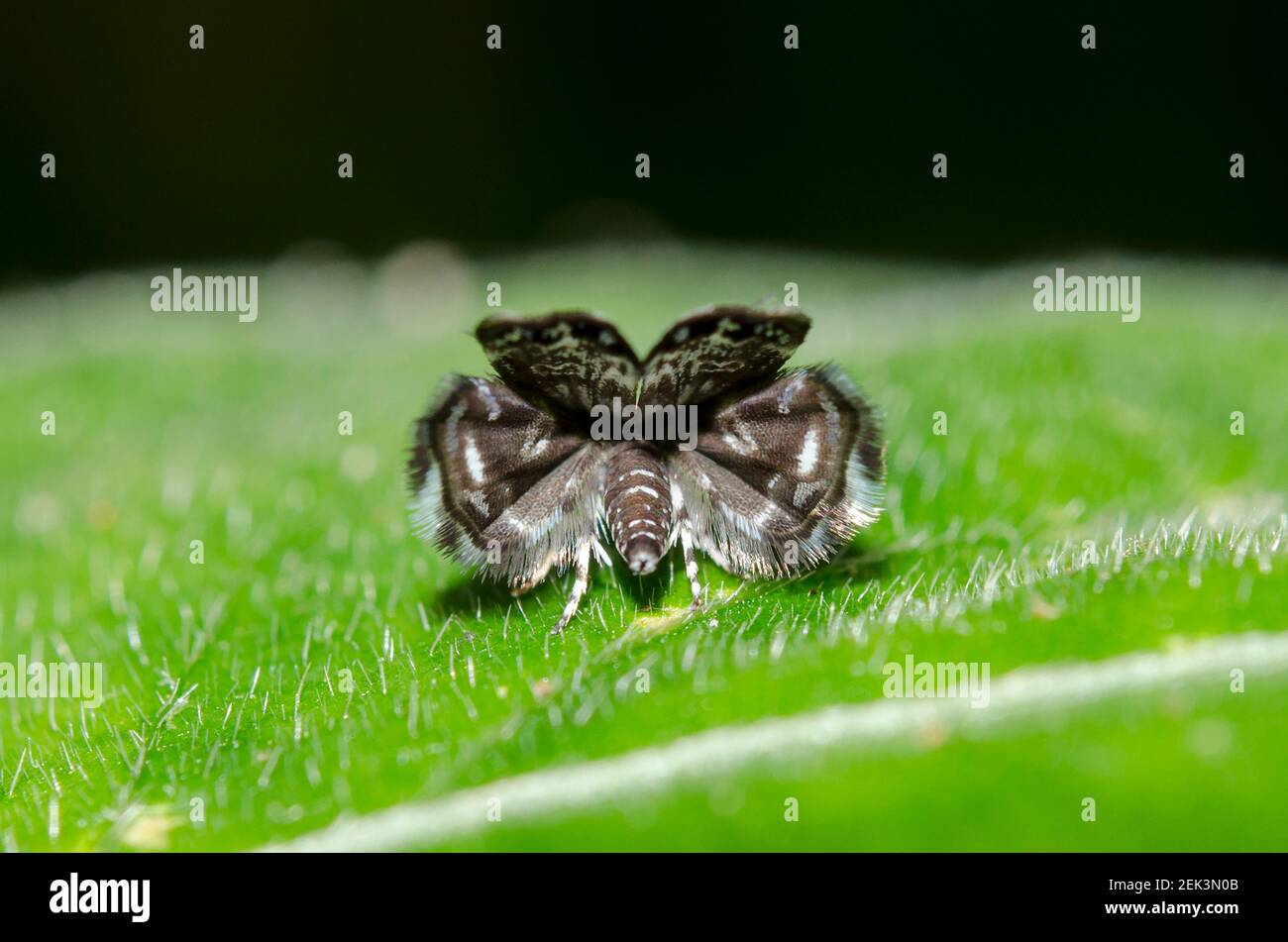 Rear view of Metal-mark Moth, Brenthia sp, on leaf, Klungkung, Bali ...
