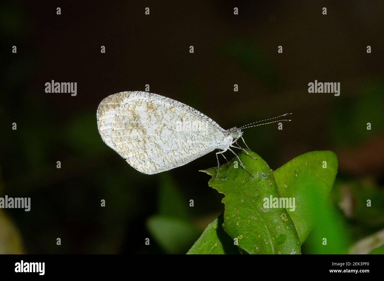 Allotinus unicolor hi-res stock photography and images - Alamy