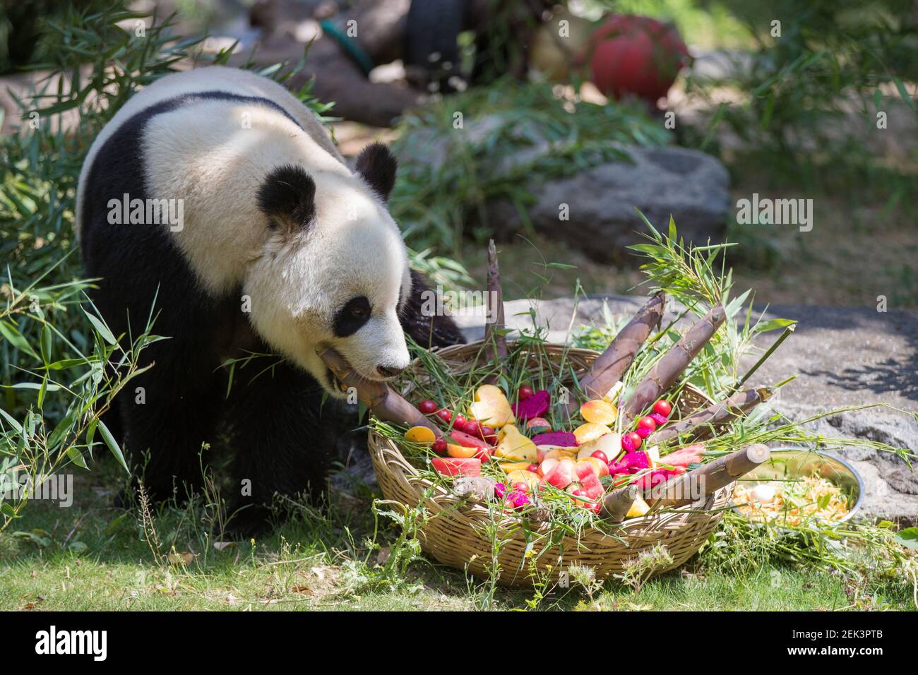 Pandas Eating Fruit