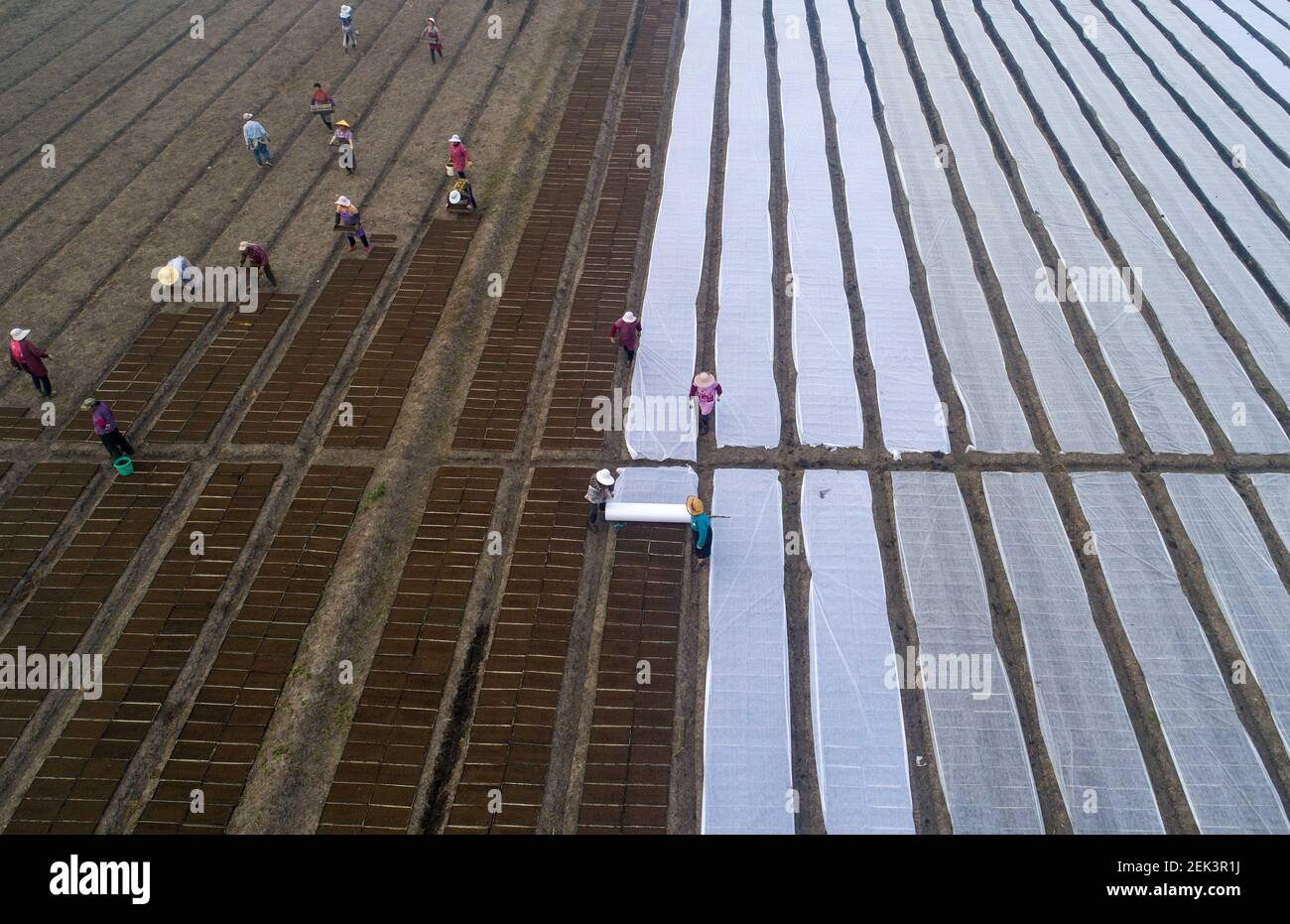 An aerial view of farmers sowing in the field at a local farm, Taizhou ...