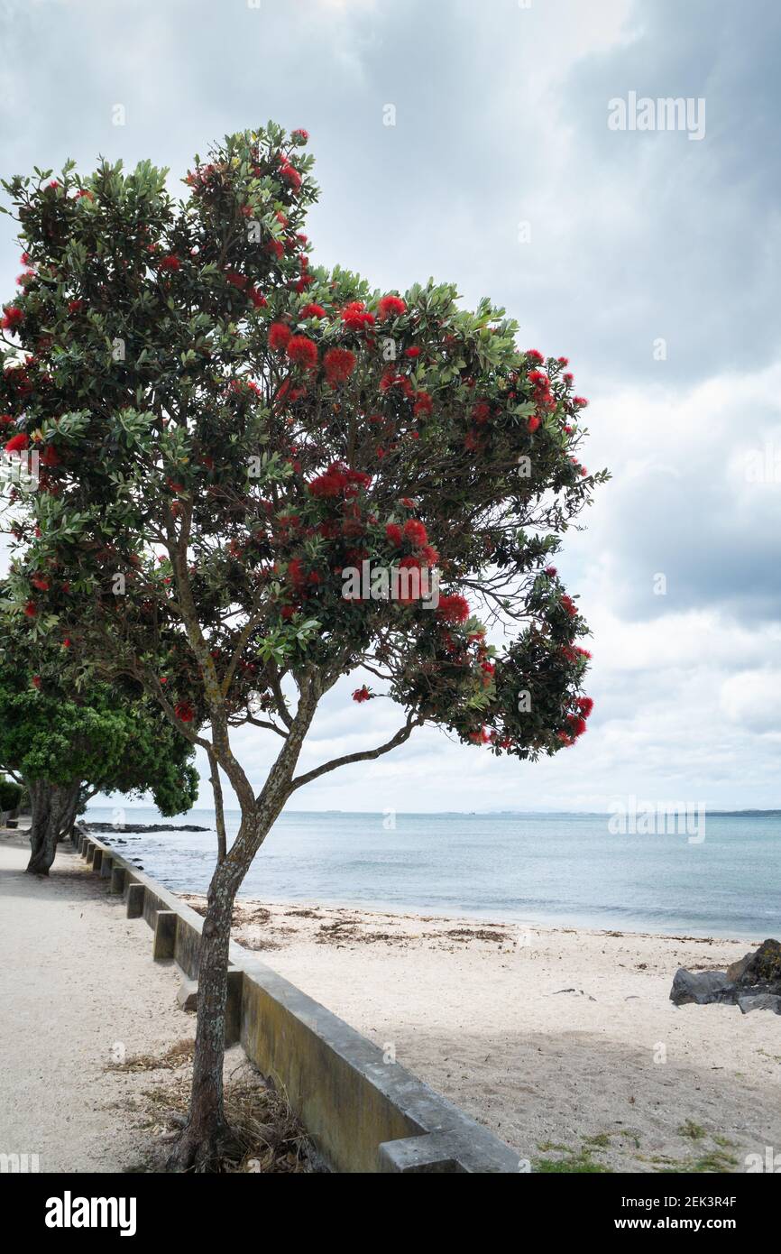 A young pohutukawa tree which is also called New Zealand Christmas tree ...