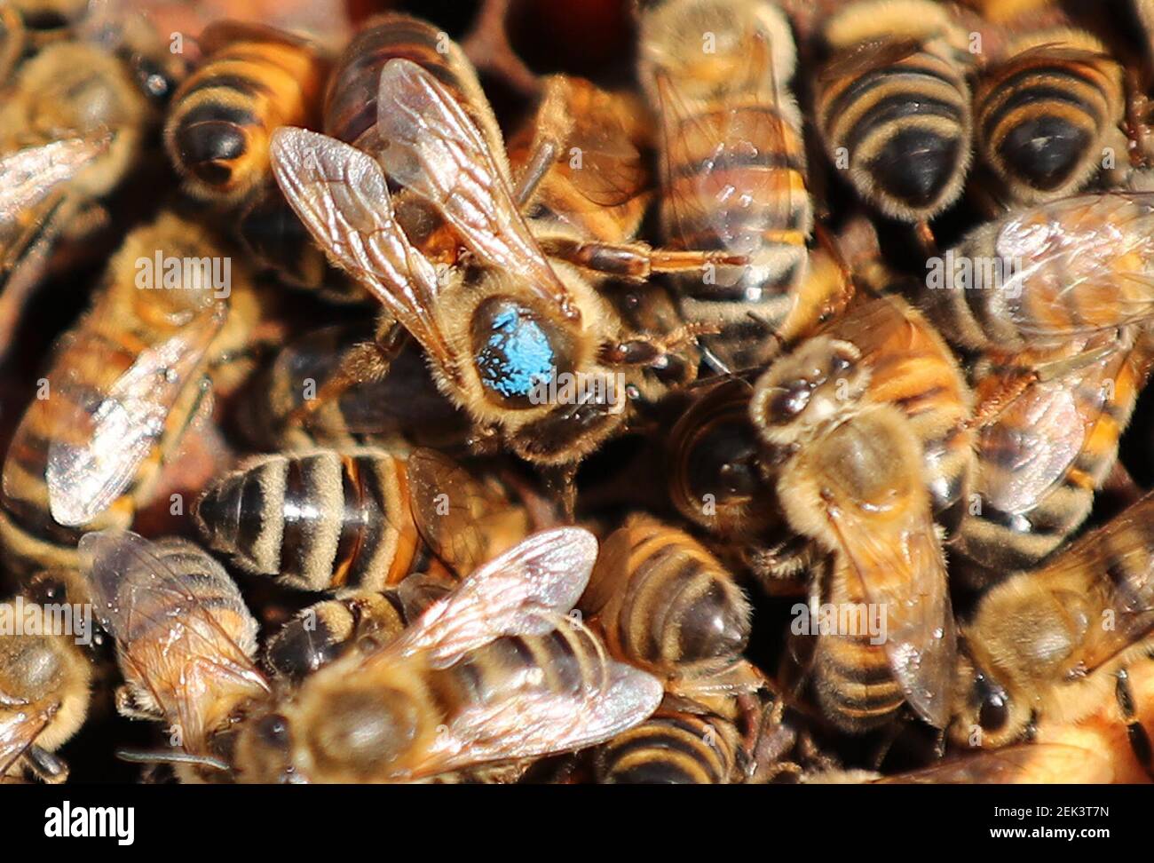 Queen Bee Barnyard Bees