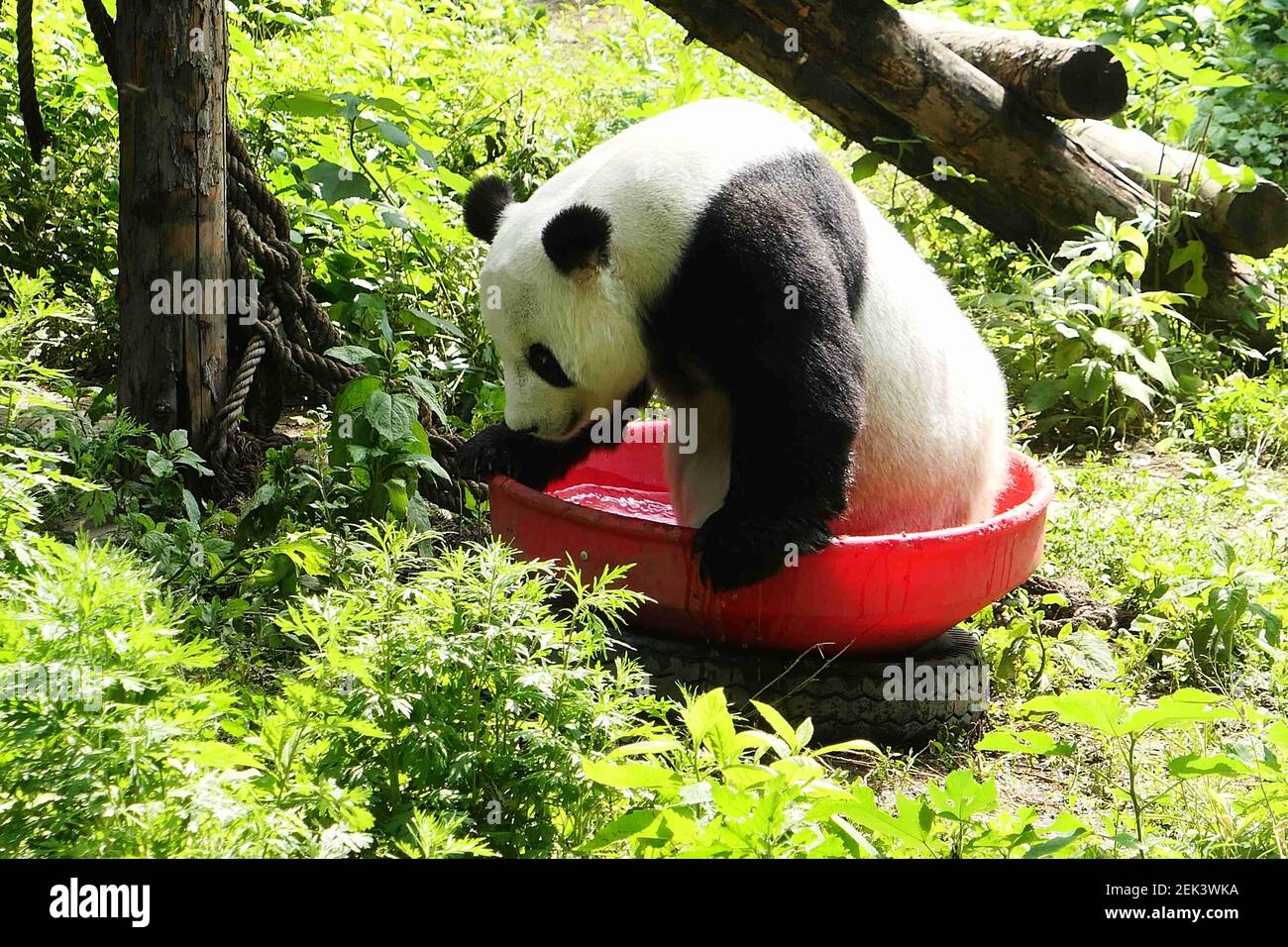 In this dry and hot afternoon, a giant panda plays in a plastic bathtub ...