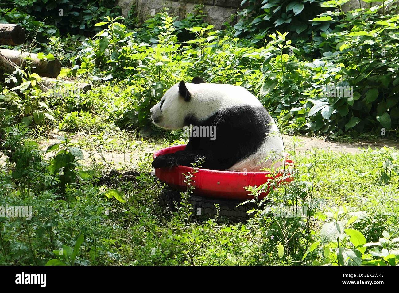 In this dry and hot afternoon, a giant panda plays in a plastic bathtub ...