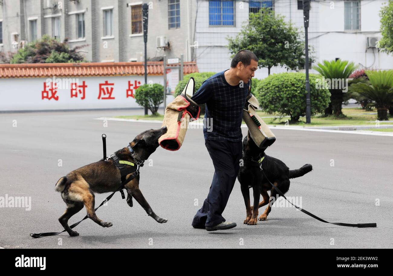 RONGAN, CHINA - MAY 28, 2020 - The trainer led the dog in the attack ...
