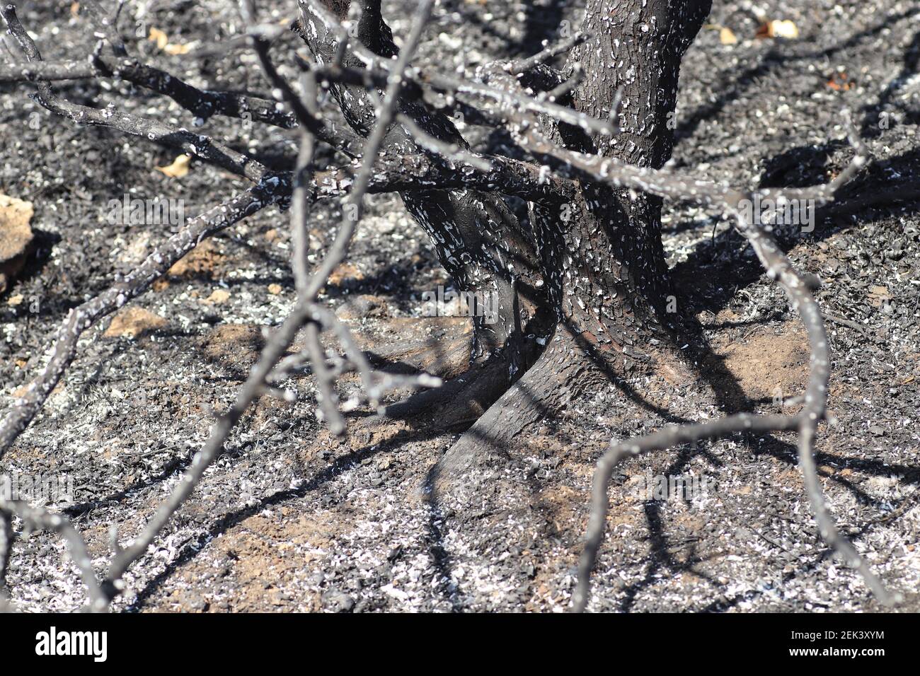 Ash gray soil hi-res stock photography and images - Alamy