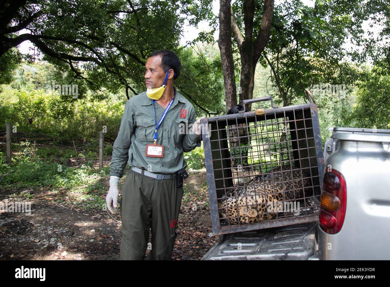 A sedated leopard inside a cage on a rescue vehicle. Due to the ...