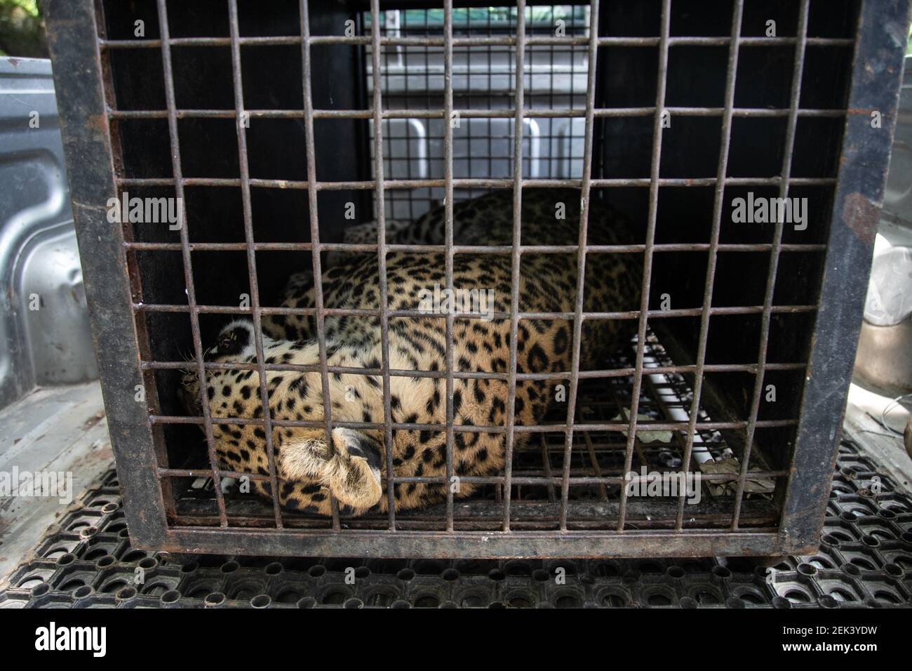 A sedated leopard inside a cage on a rescue vehicle. Due to the ...