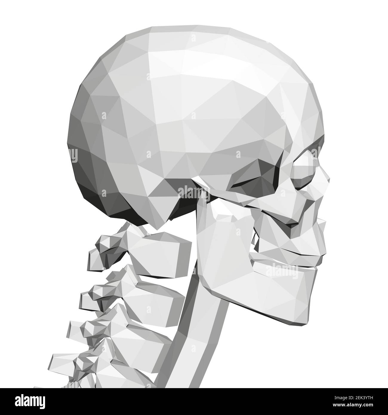 3d art illustration anatomy view Stock Vector Images - Alamy