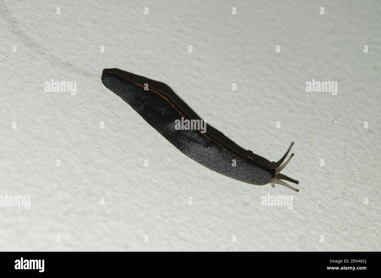 Tropical Leatherleaf Slug, Laevicaulis alte, with slime trail ...