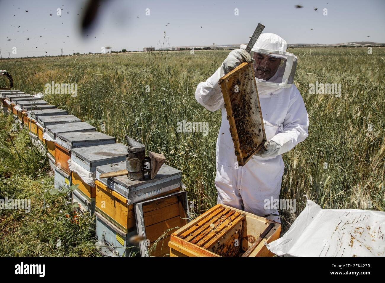 A man in a protective suit carrying a full honeycomb next to beehive ...