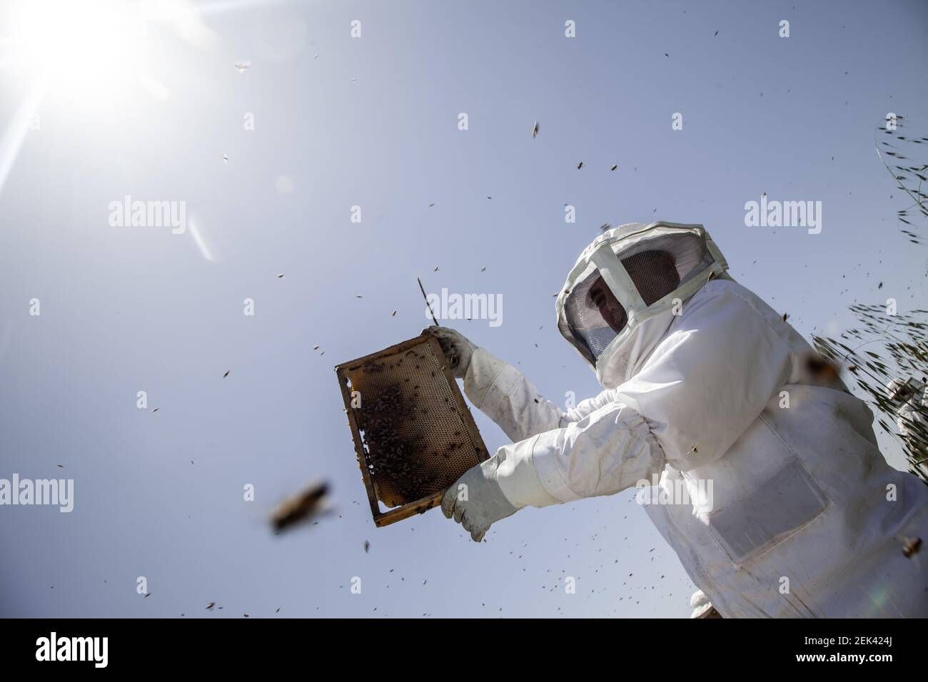 A man in a protective suit carries a full honeycomb at the bee farm ...