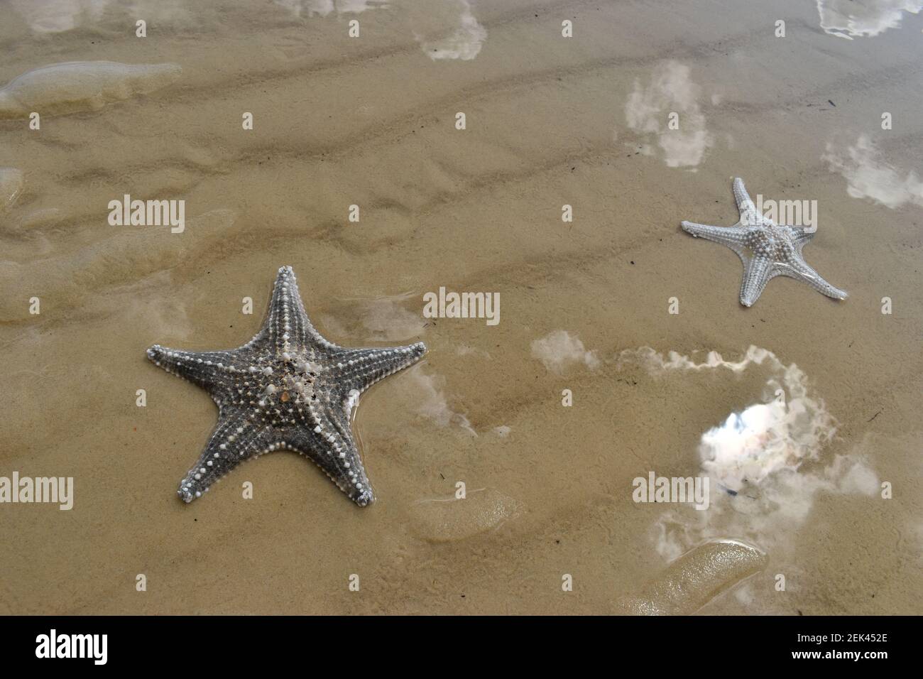 Two Starfish laying at the Beach of Magnetic Island in Australia Stock ...