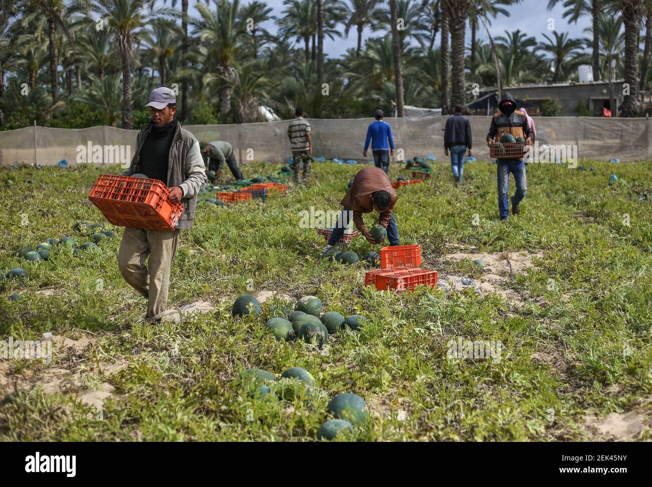 Palestinian farmers collecting watermelon in a field near the town of ...