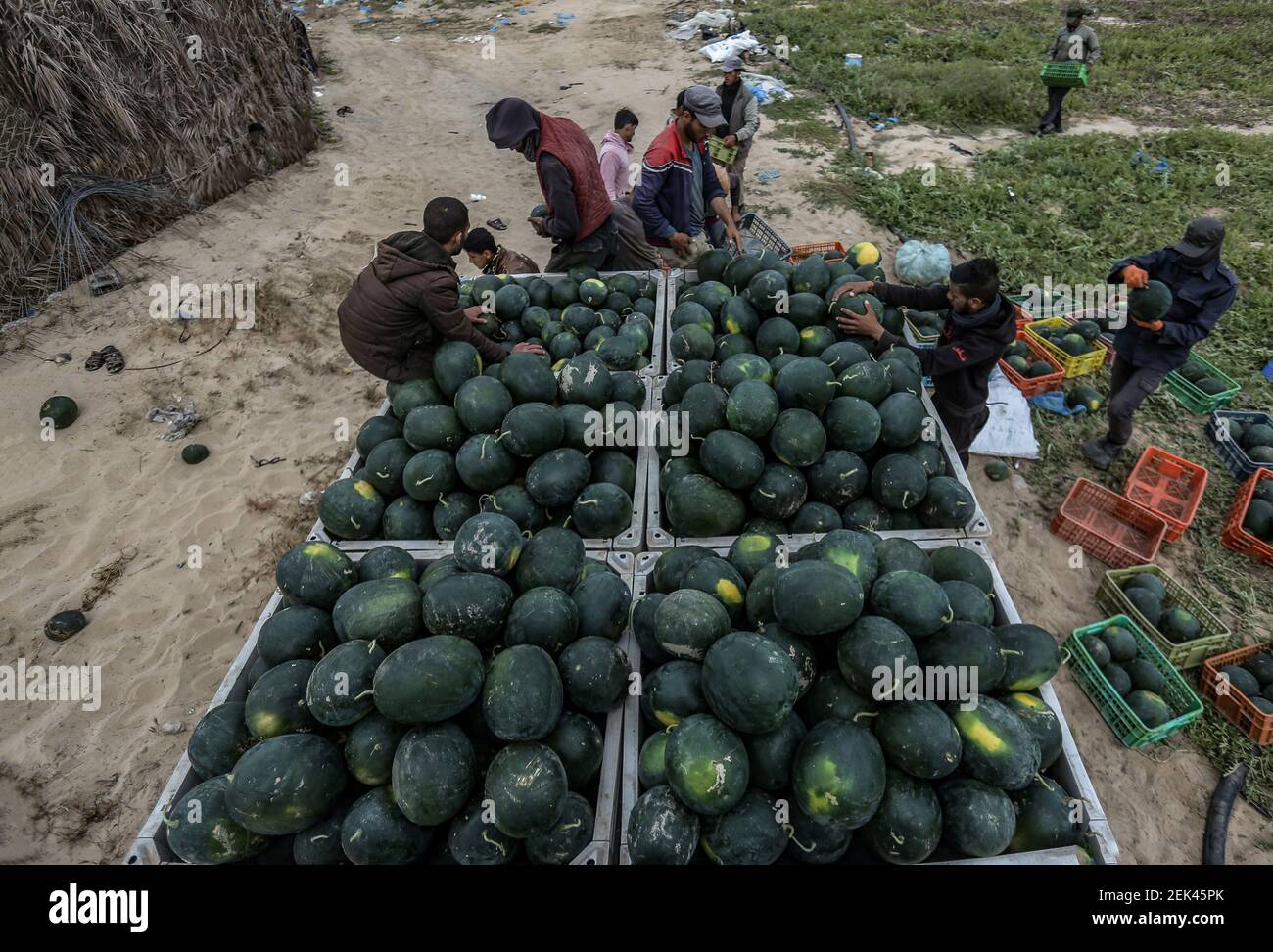 Palestinian farmers load watermelons onto a truck in a field near the ...