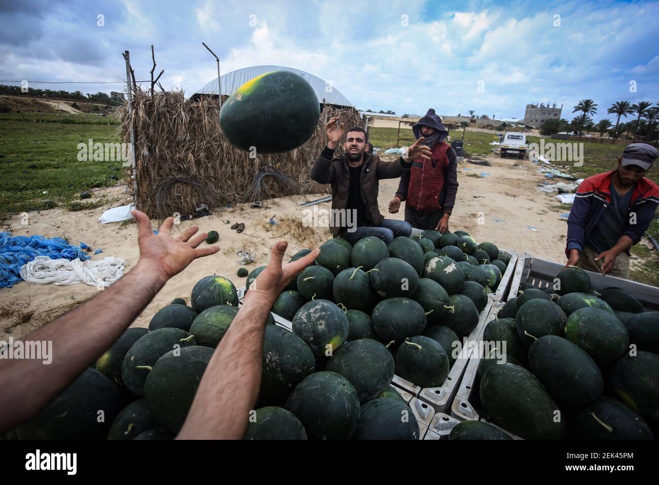 Palestinian farmers load watermelons onto a truck in a field near the ...