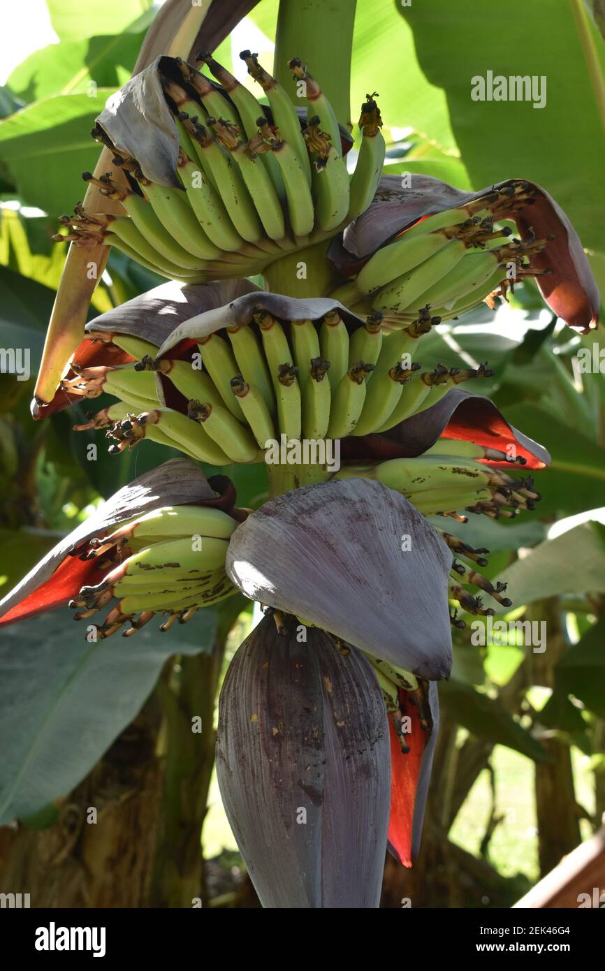 Banana Plant at a Rainforest in East Australia Stock Photo - Alamy