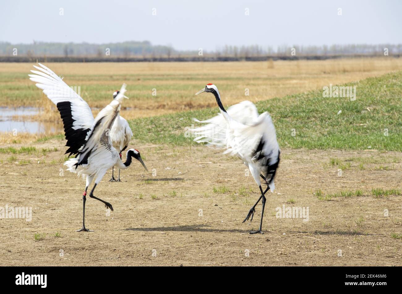 Heilongjiangï¼ŒCHINA-Wetland in zhalong national nature reserve ...