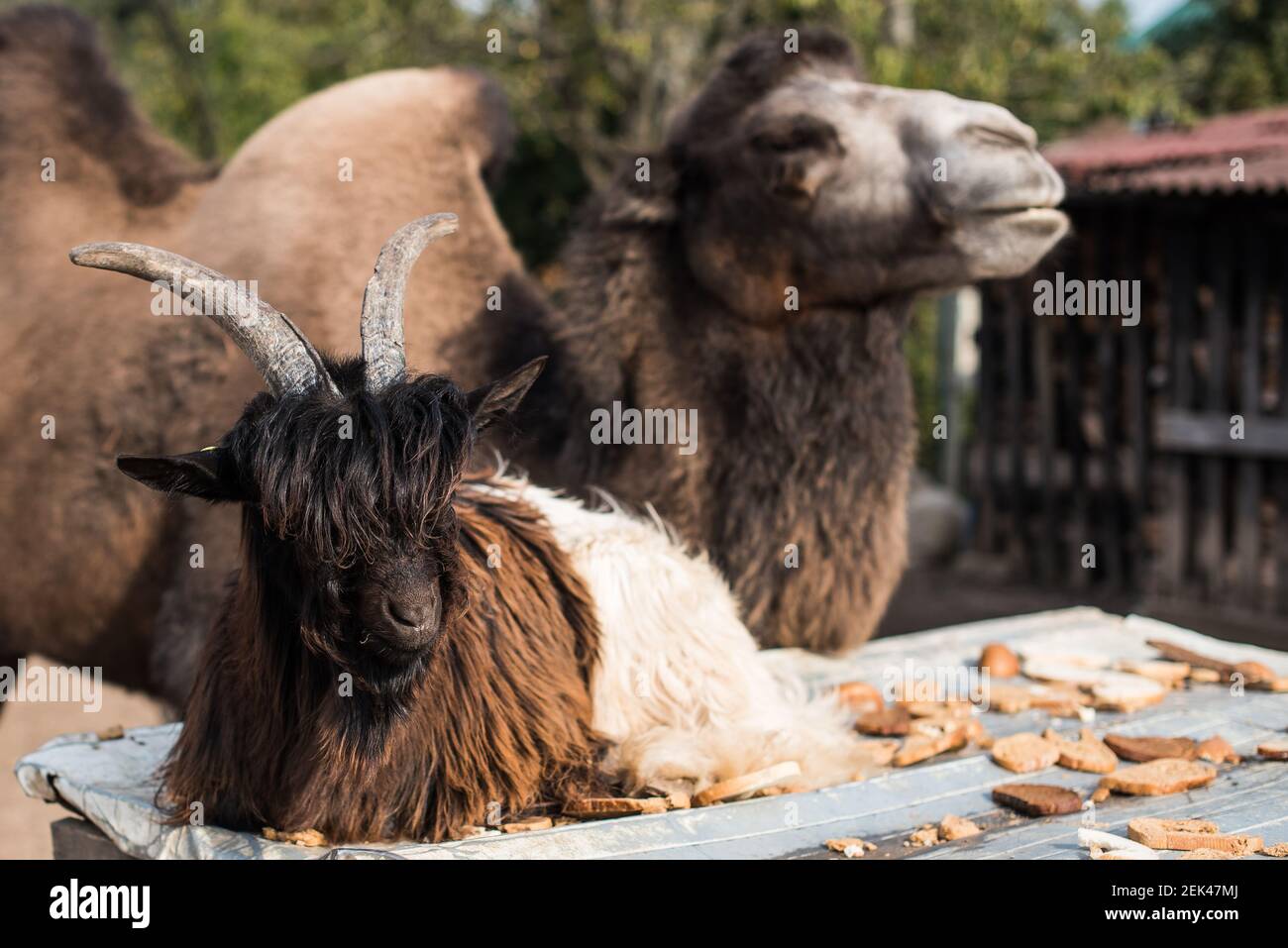 Exotic goat hi-res stock photography and images - Alamy