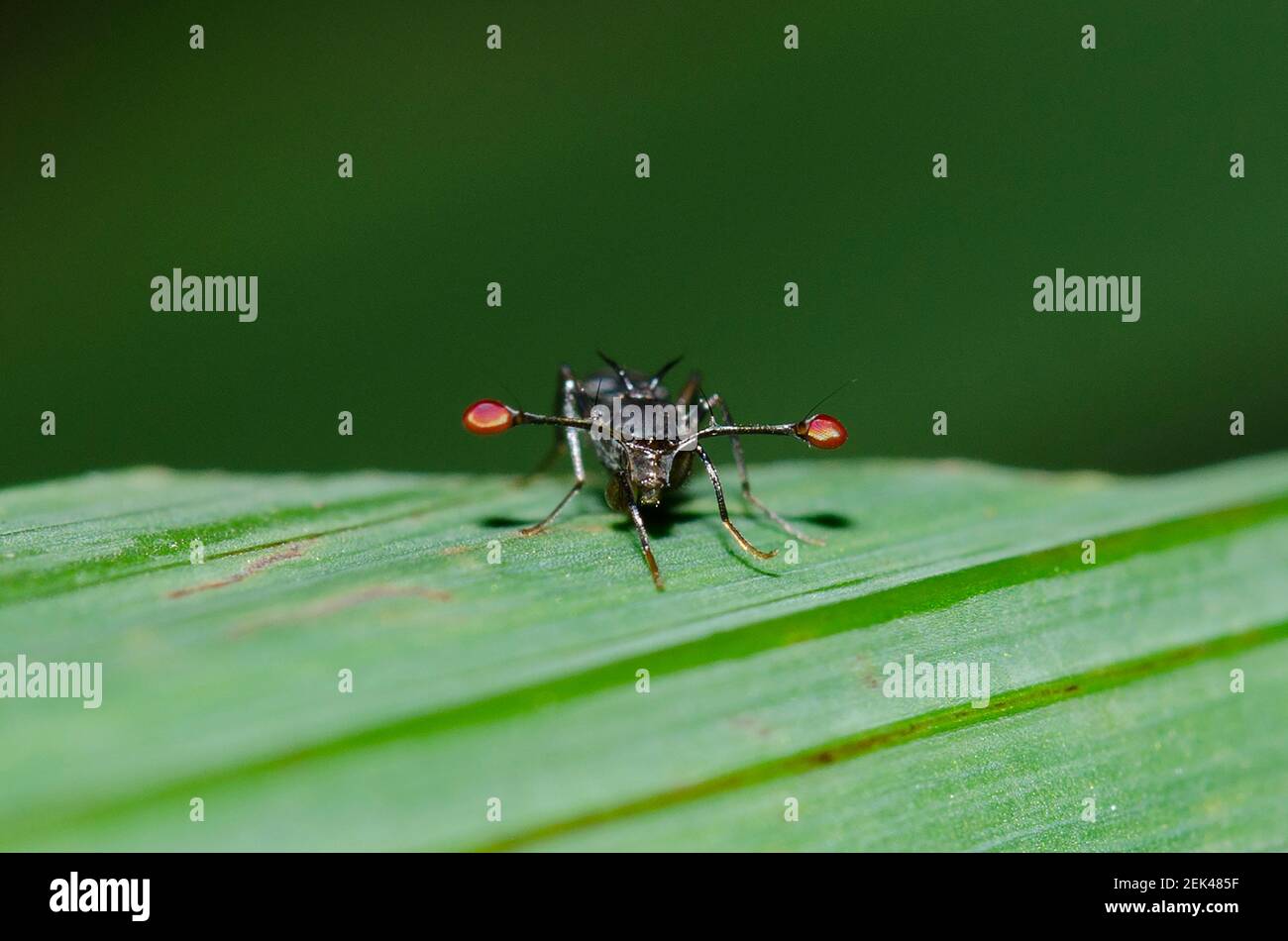 Stalk-eyed Fly, Diopsidae Family, on leaf, Klungkung, Bali, Indonesia ...