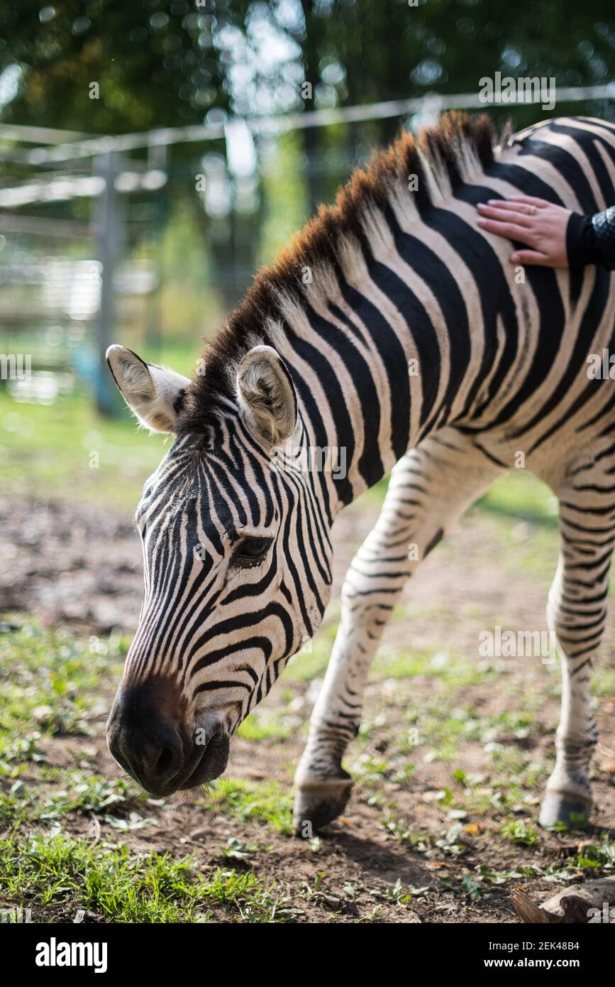 Zebra. Exotic animal park in Dundaga, Latvia Stock Photo - Alamy