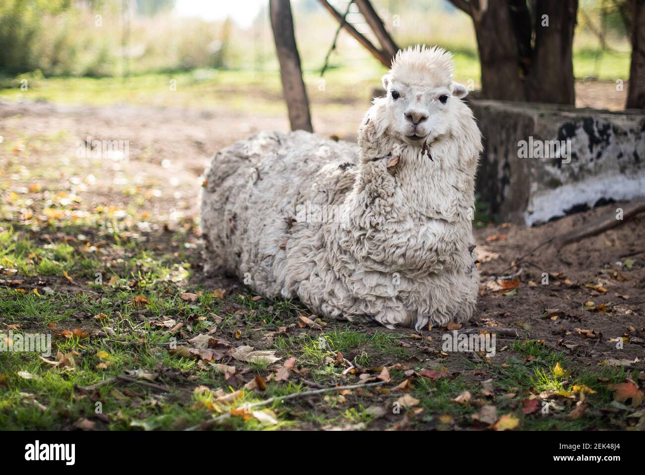 Alpaca animals domestic pets hi-res stock photography and images - Alamy