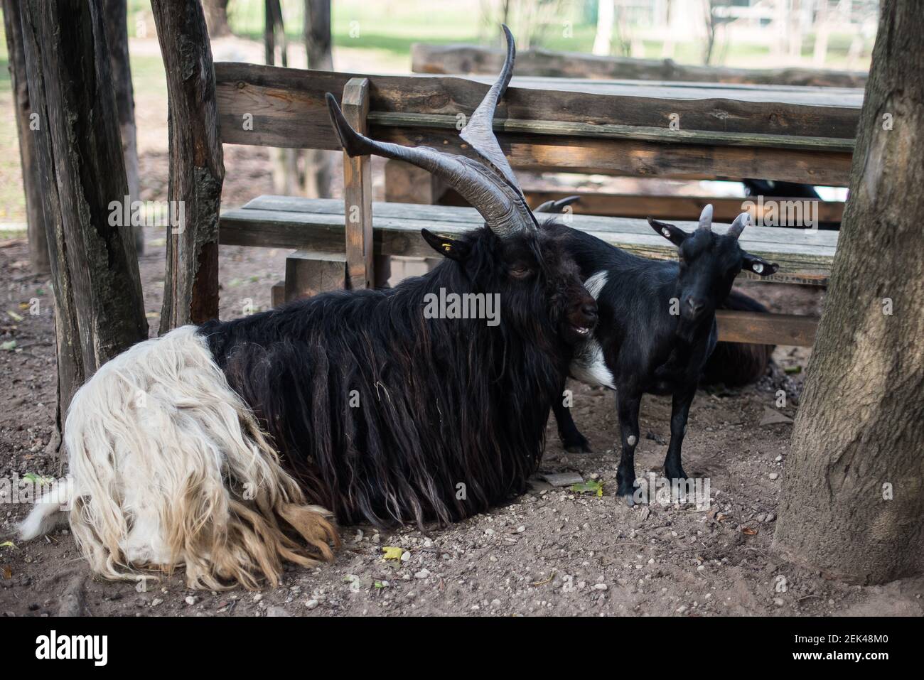 Goats with big horns. Exotic animal park in Dundaga, Latvia Stock Photo ...