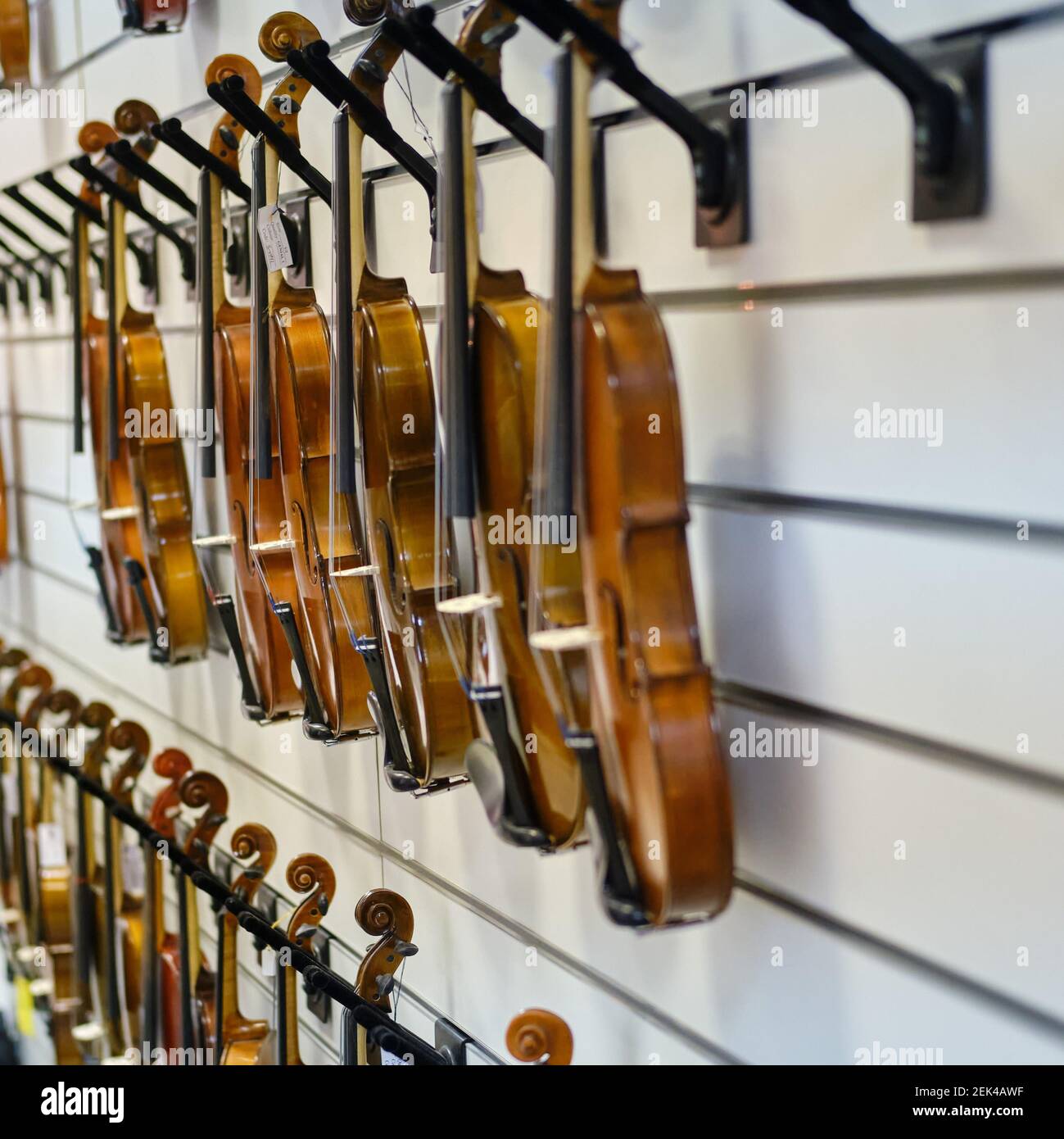 Sale of violins in the store of stringed musical instruments, close-up ...