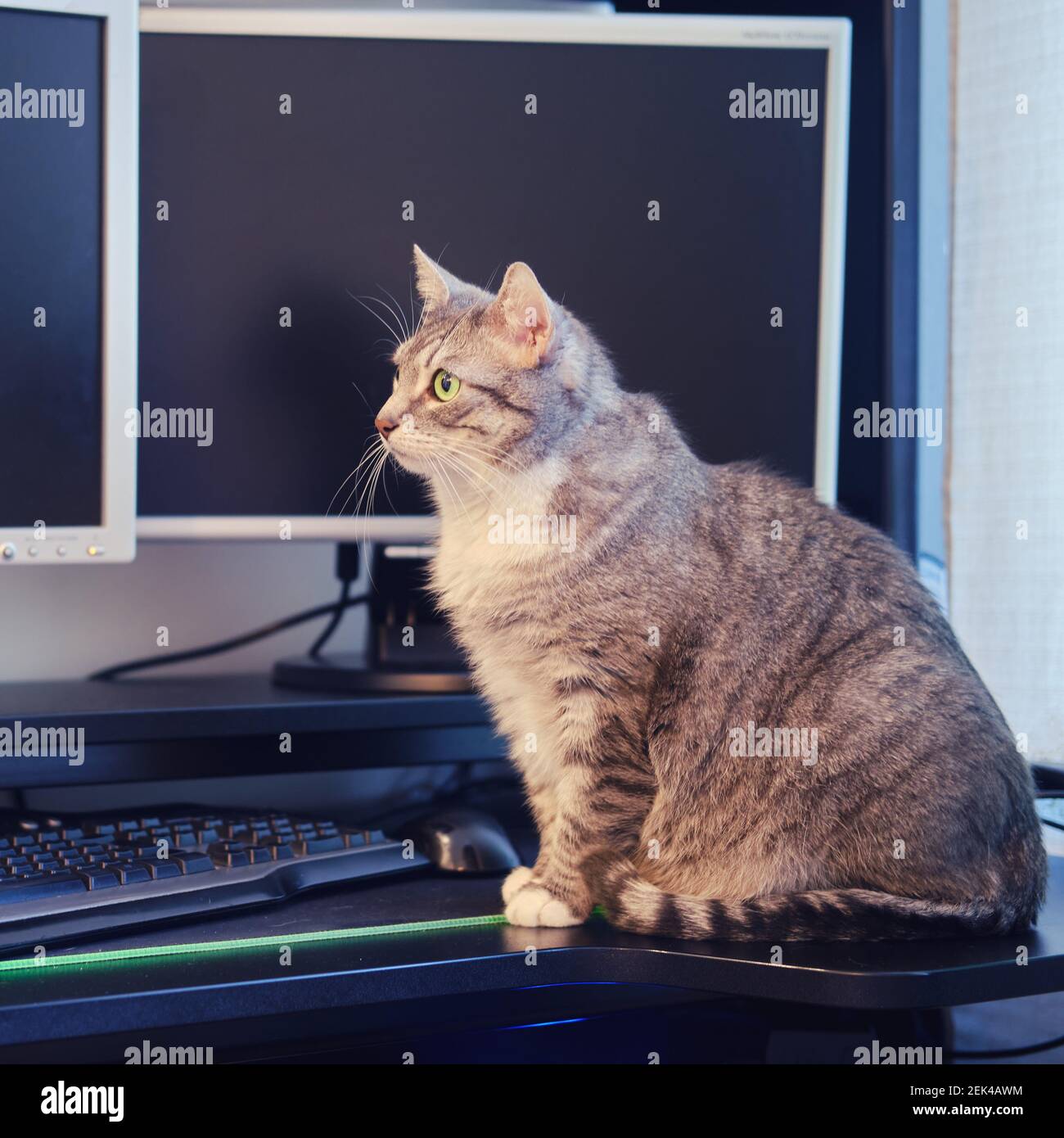Gray pet on a computer table with two monitors near the mouse and ...