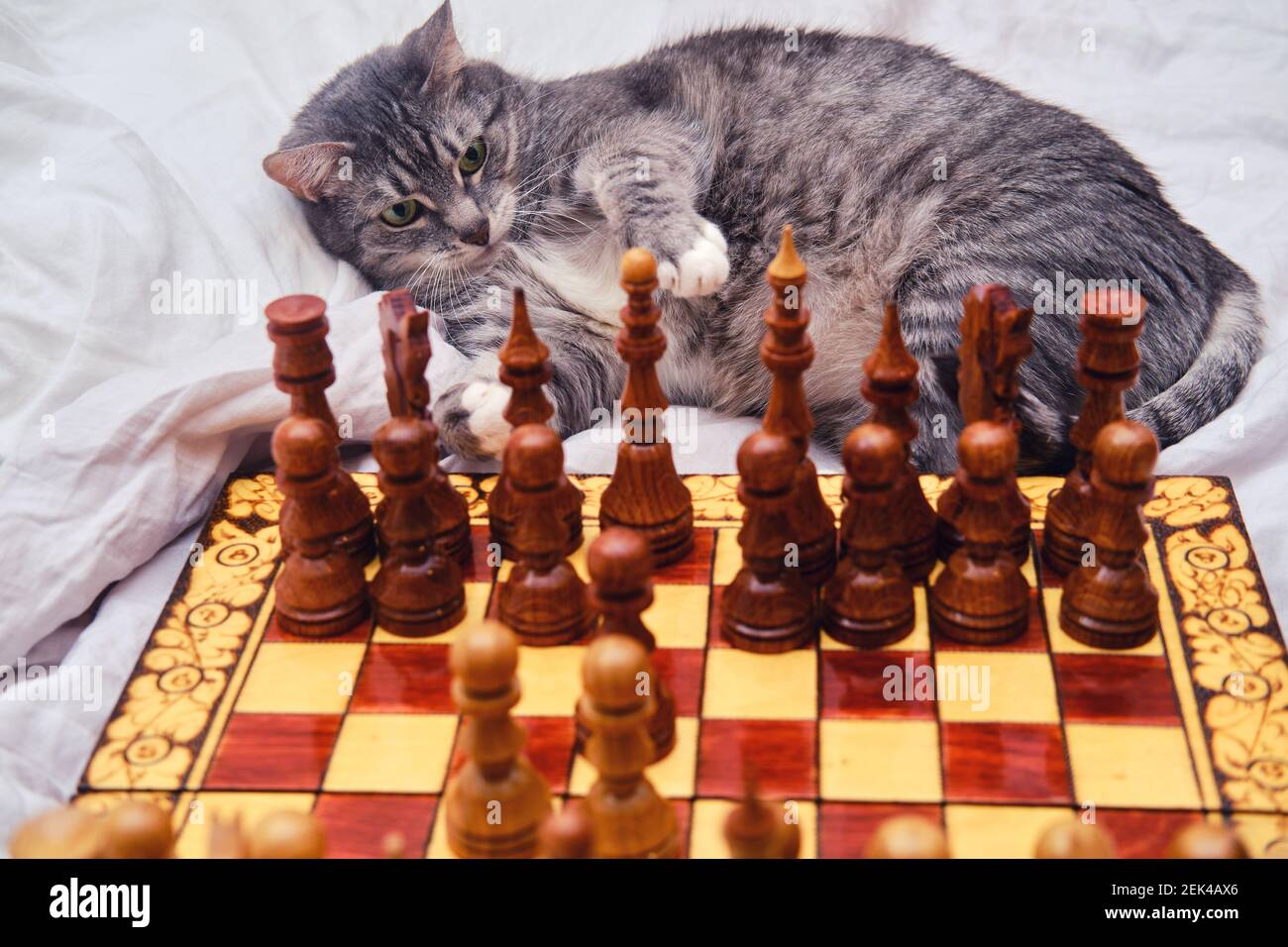 Big gray cat plays chess while lying on the bed Stock Photo - Alamy