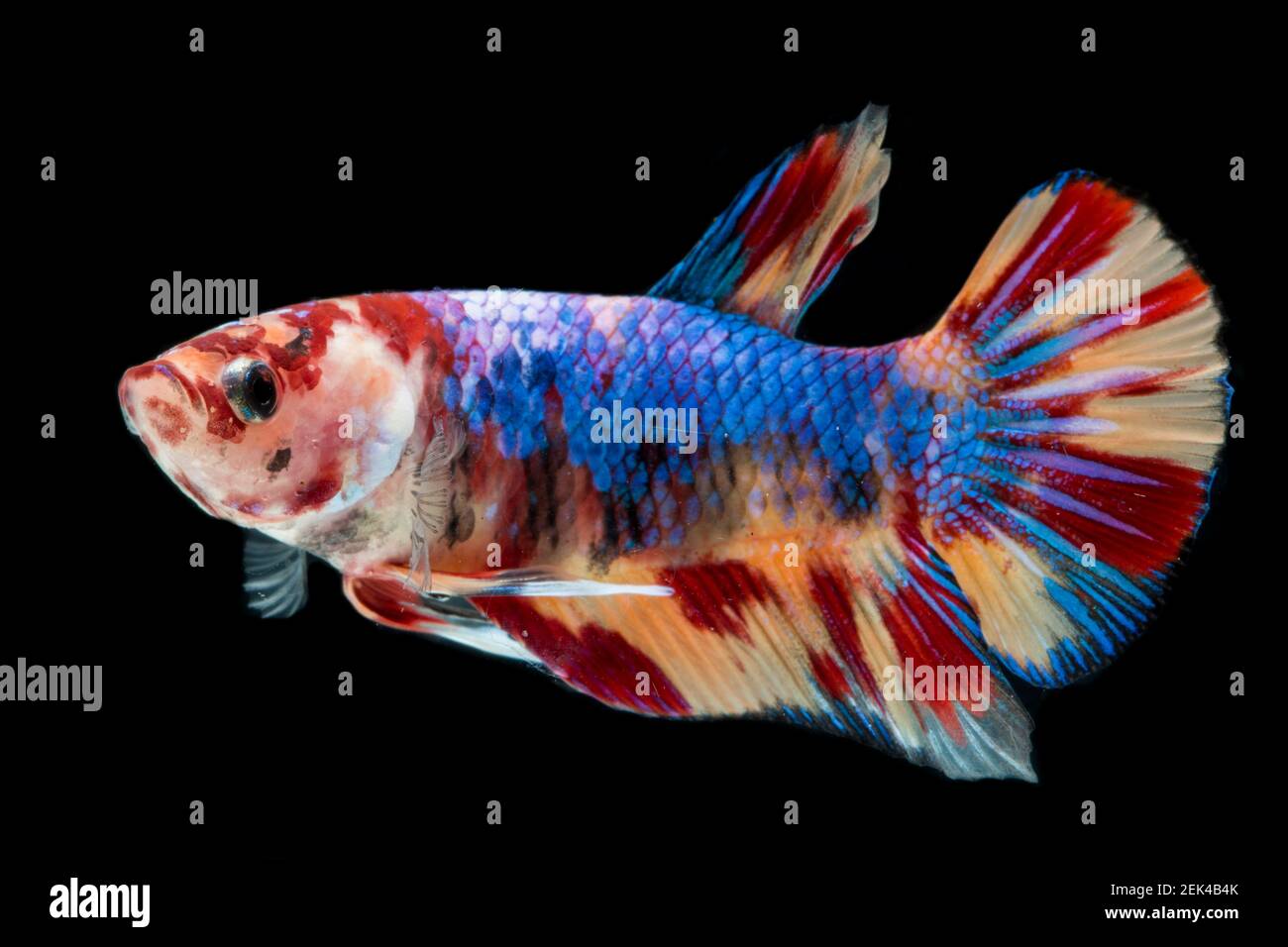 Black copper betta hi-res stock photography and images - Alamy