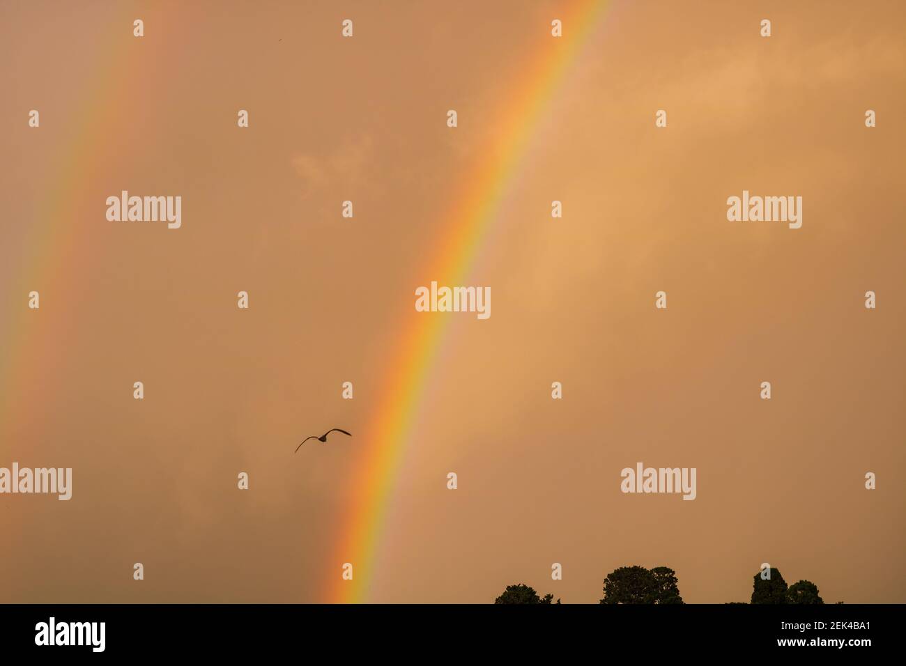 Rainbow and a seagull at sunset. Beautiful rainbow background photo ...