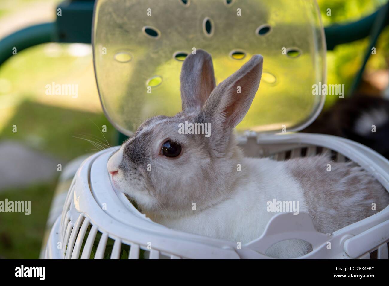 Rabbit pet carrier hi-res stock photography and images - Alamy