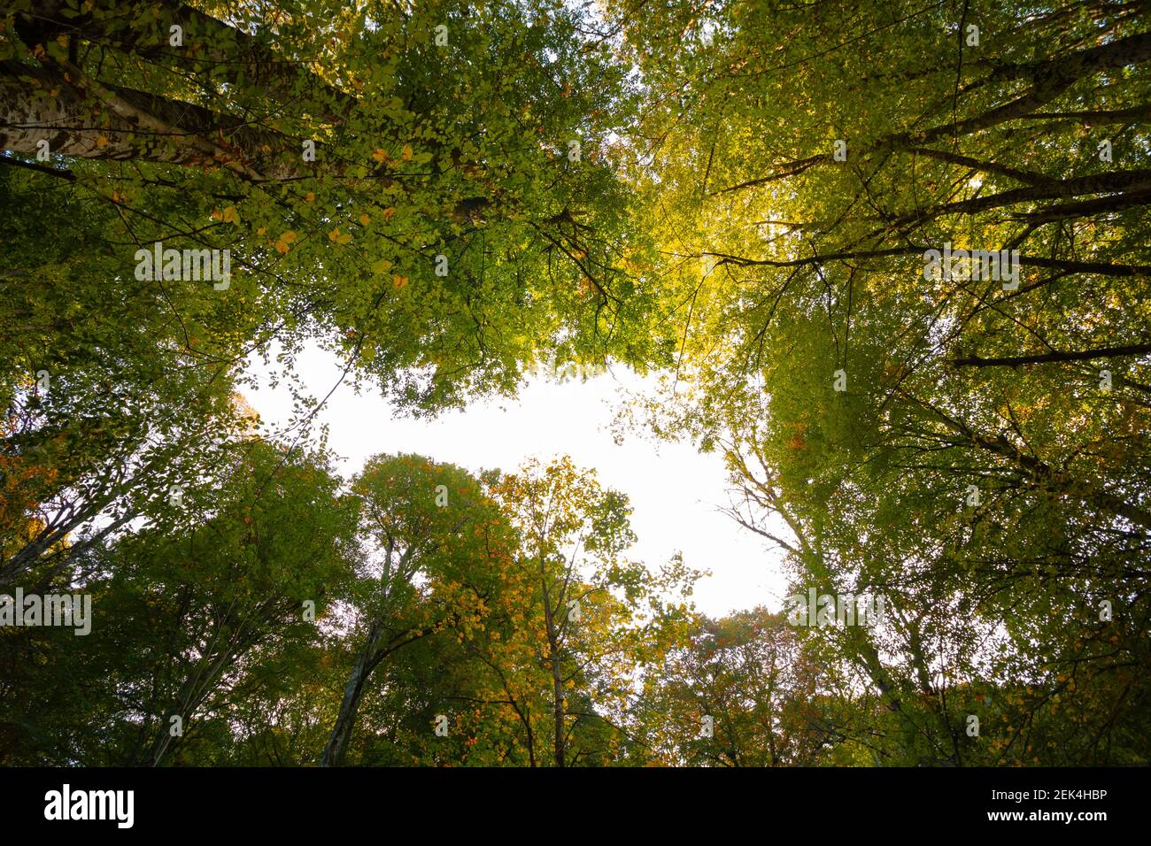 Trees from below in the forest. Autumn background photo. Forest ...