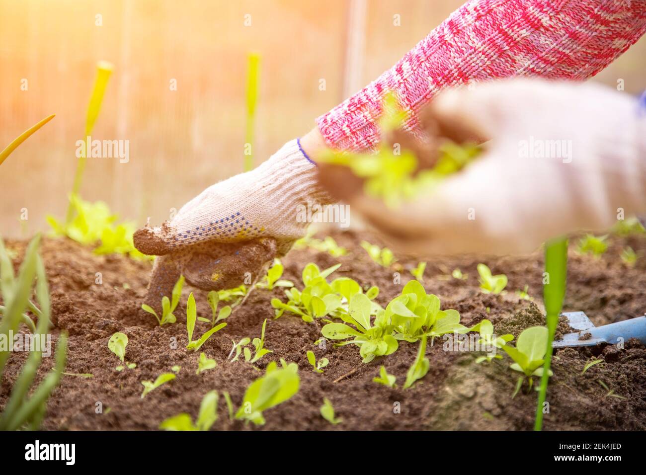 the hands of a gardener in household gloves plants seedlings of young ...